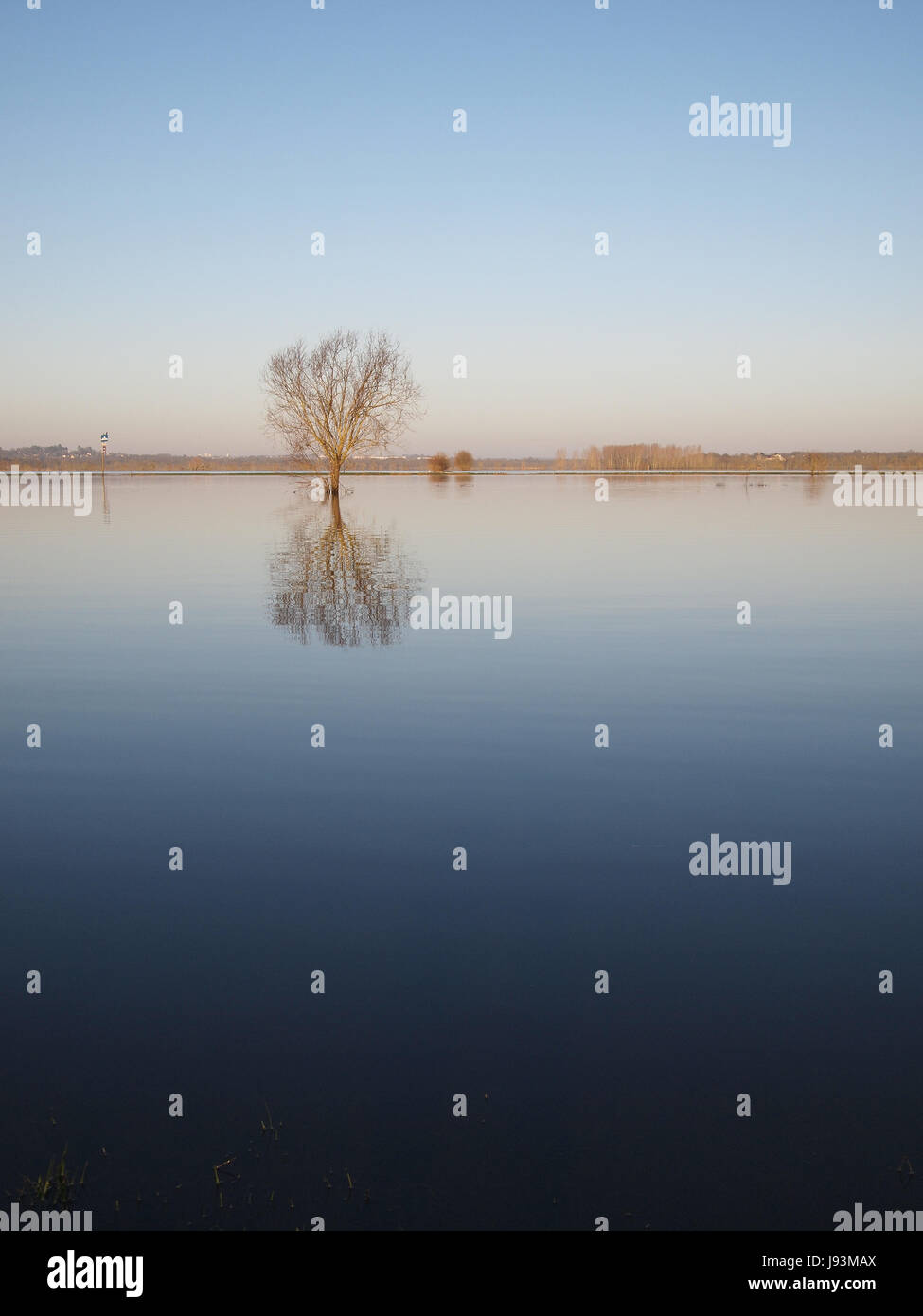 blue, environment, enviroment, tree, trees, winter, wood, field ...