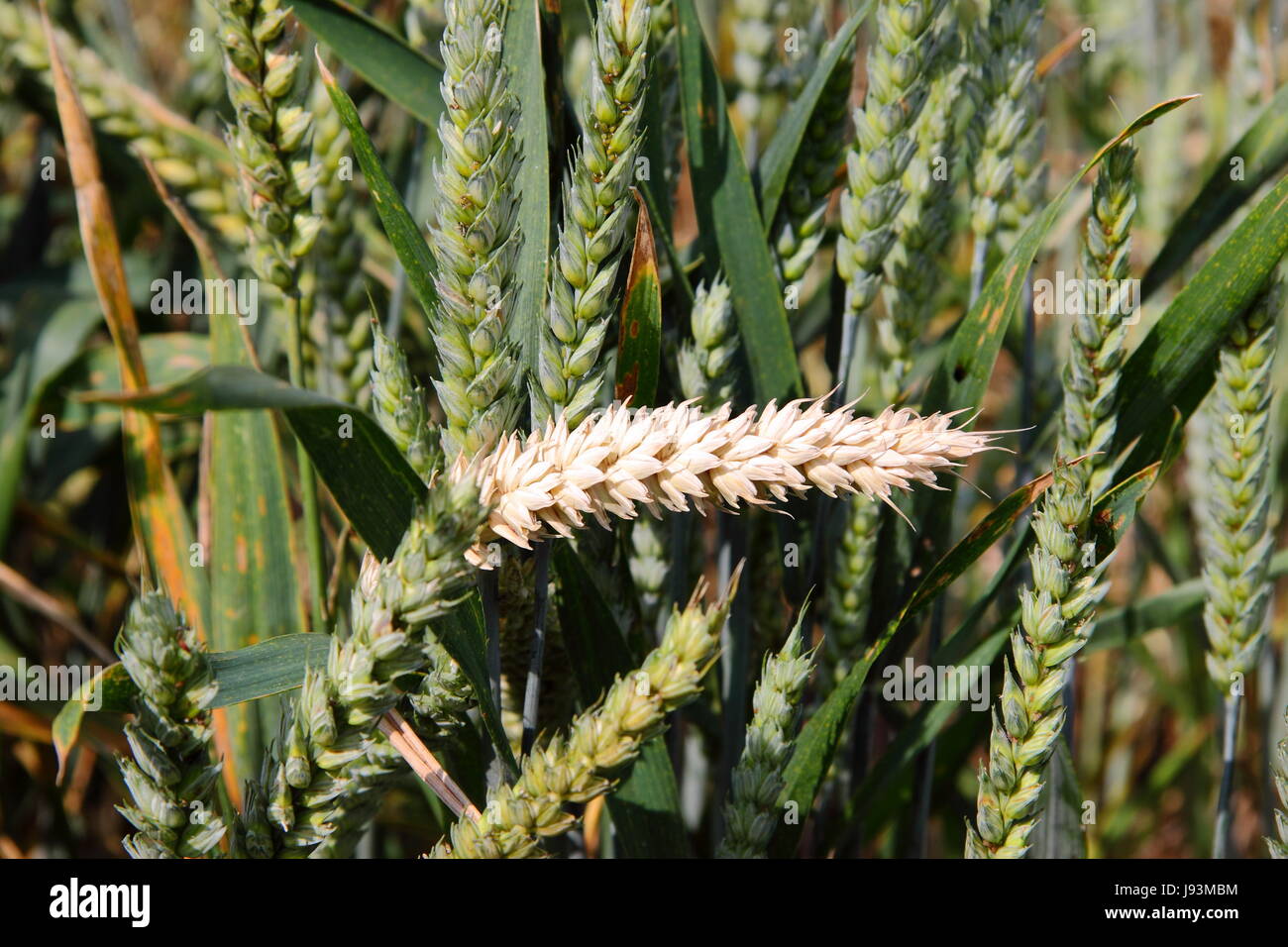 leaf, acre, farm, farmer, bread, leaf, agriculture, farming, field ...
