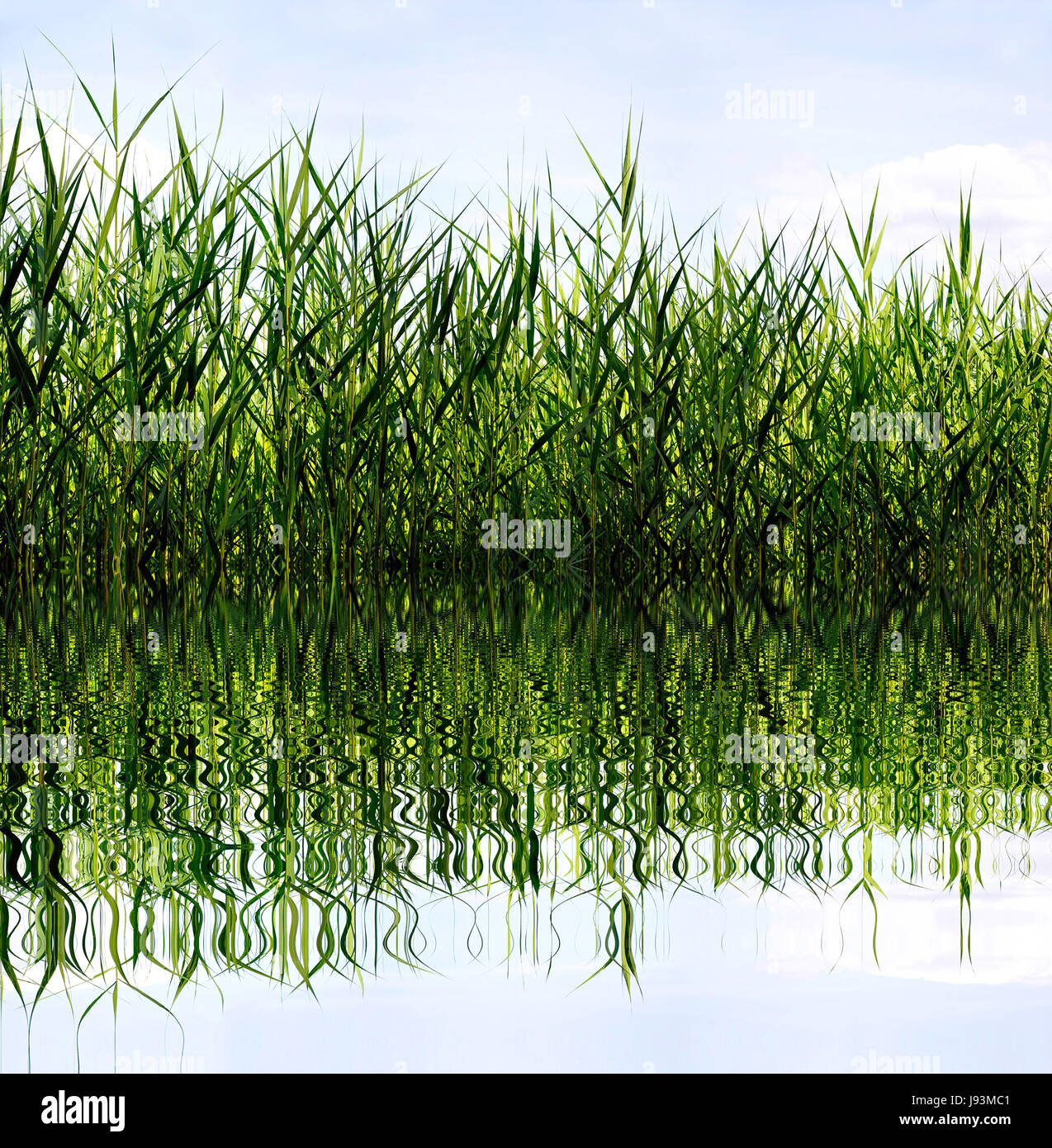 mirroring, biotop, fresh water, pond, water, reed, bank, backdrop ...