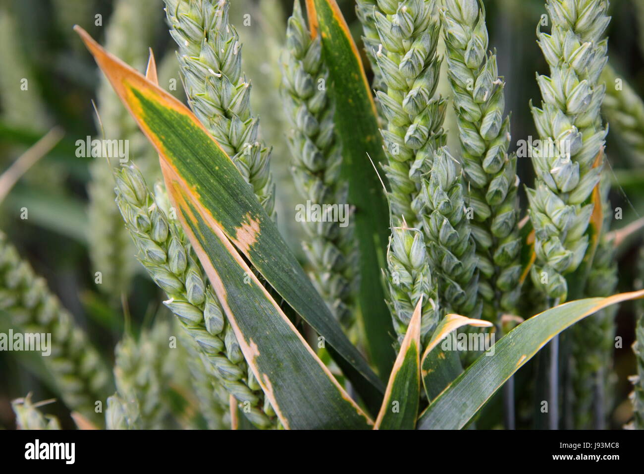 leaf, acre, farm, farmer, bread, leaf, agriculture, farming, field ...