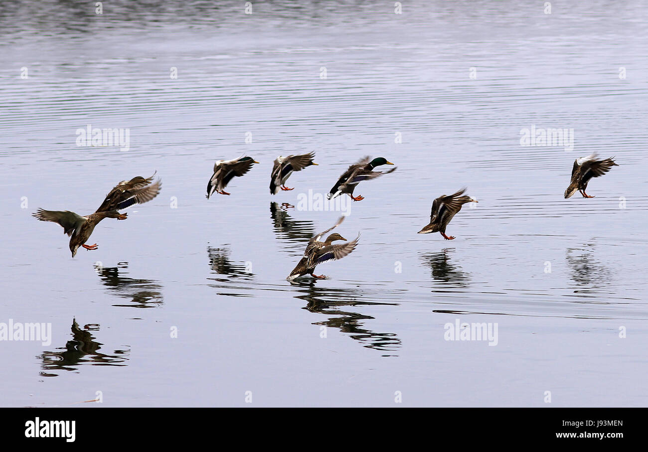 flight, ducks, duck, fins, land, fresh water, lake, inland water, water ...