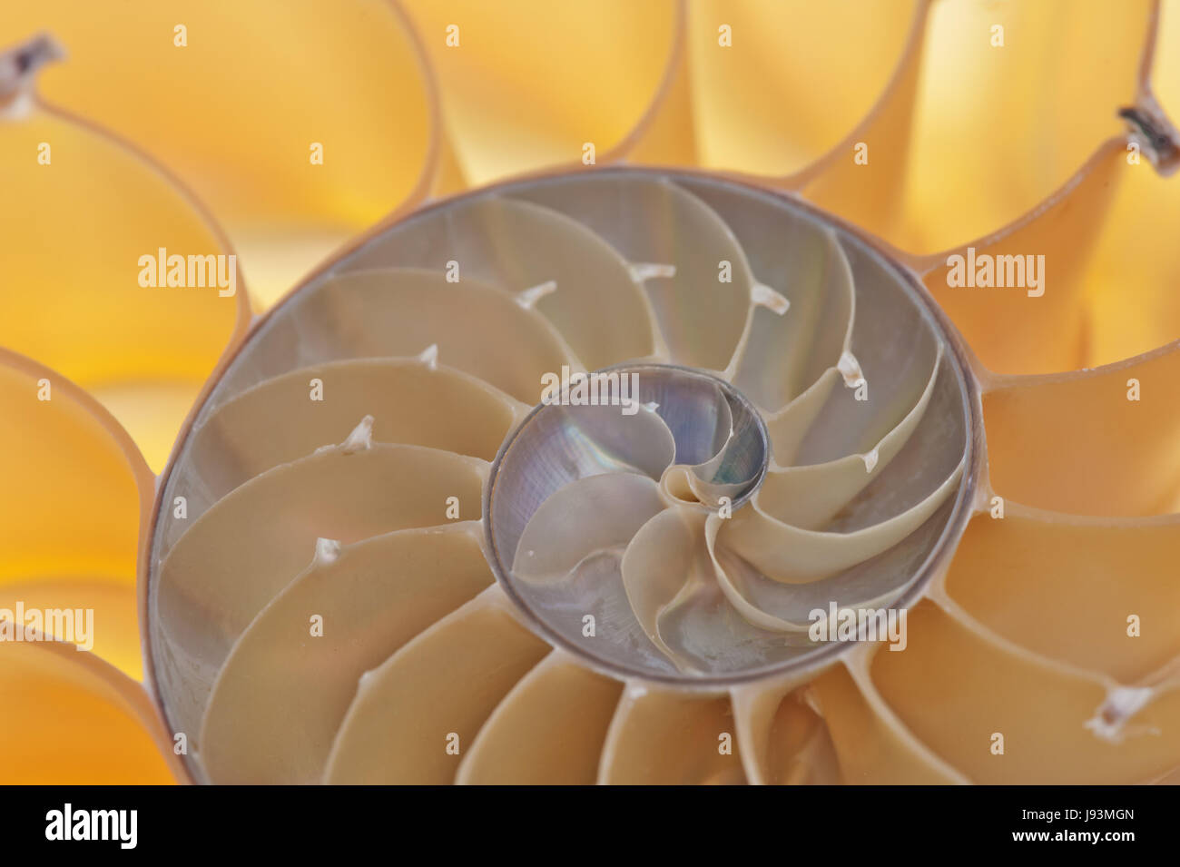 detail, shell, spiral, backdrop, background, macro, close-up, macro ...