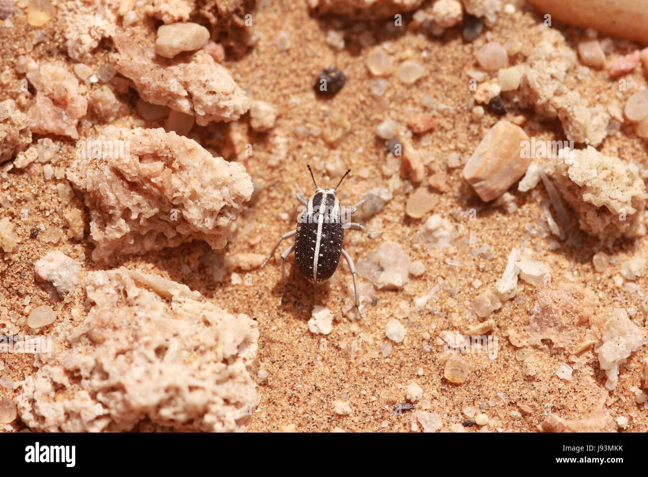 beetle in the namib Stock Photo - Alamy
