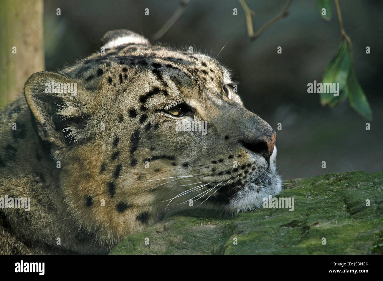 portrait, big cat, feline predator, eyes, look, glancing, see, view ...