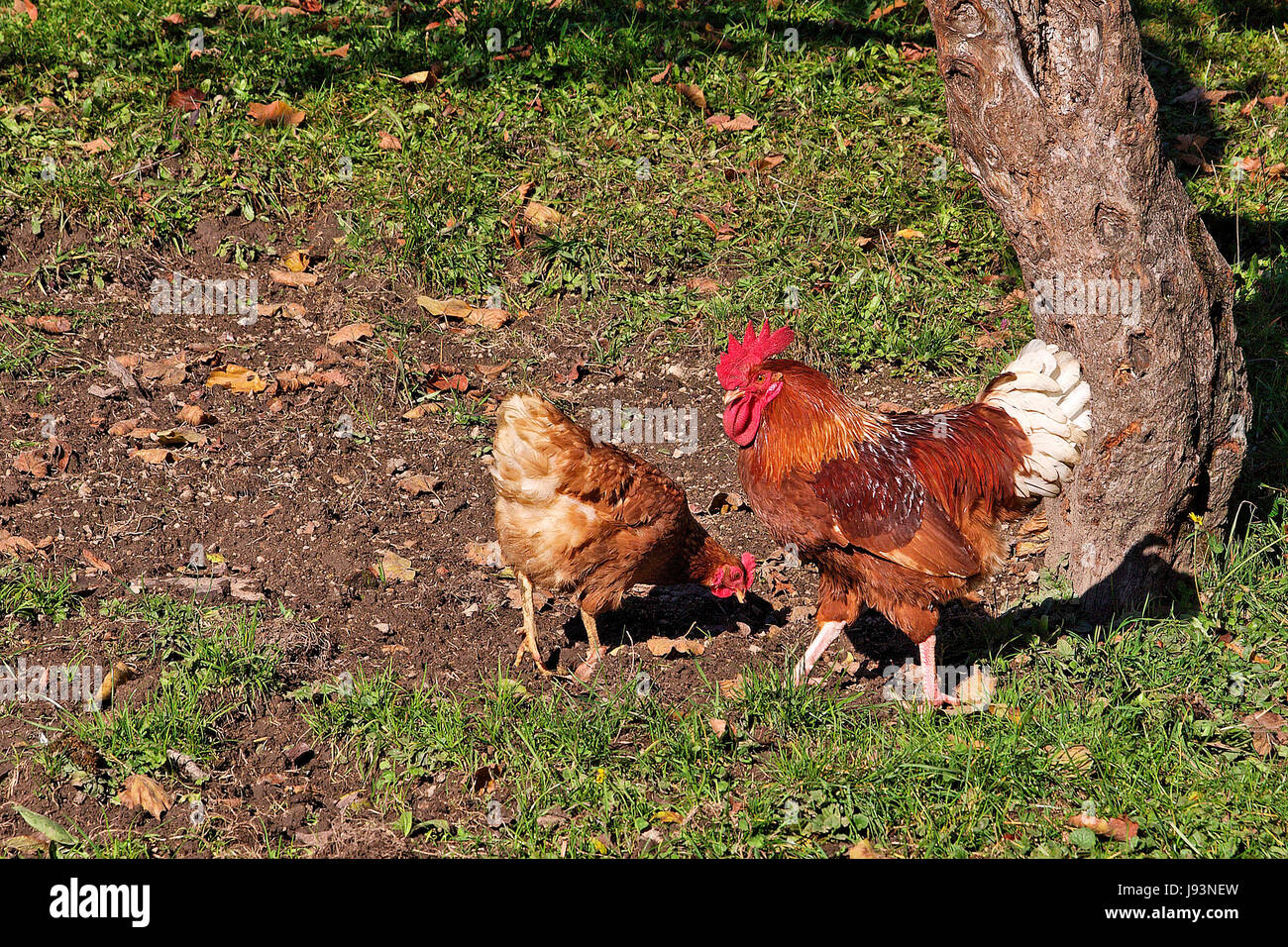 rooster and hen Stock Photo - Alamy