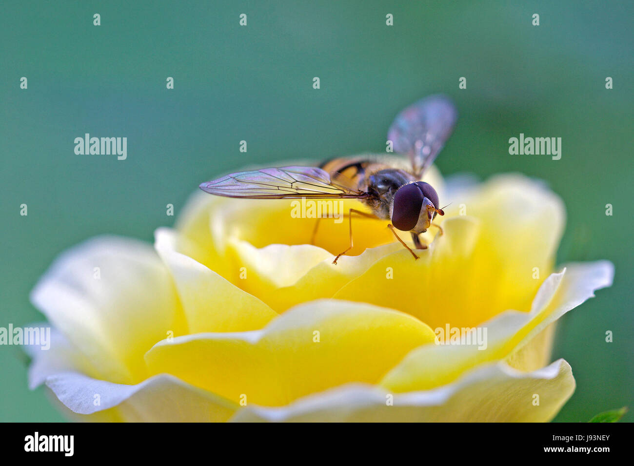 animal, insect, flower, plant, rose, fly, yellow, animal, insect ...
