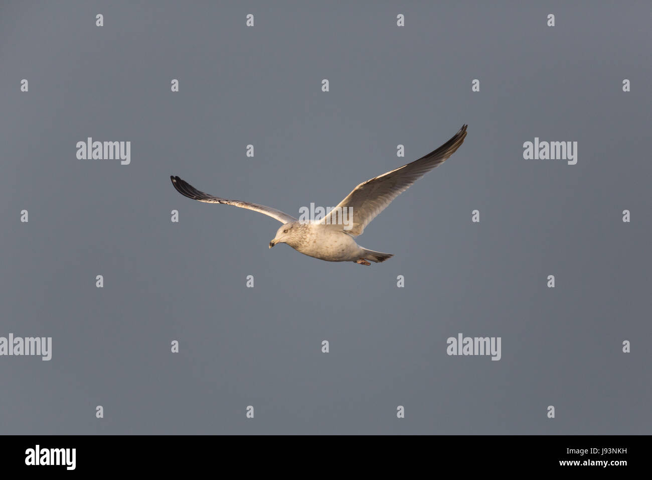 natural flying gull in sunlight with gray background Stock Photo - Alamy