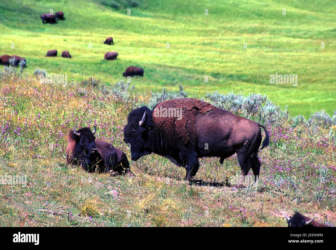 park, usa, america, national, bison, big, large, enormous, extreme ...