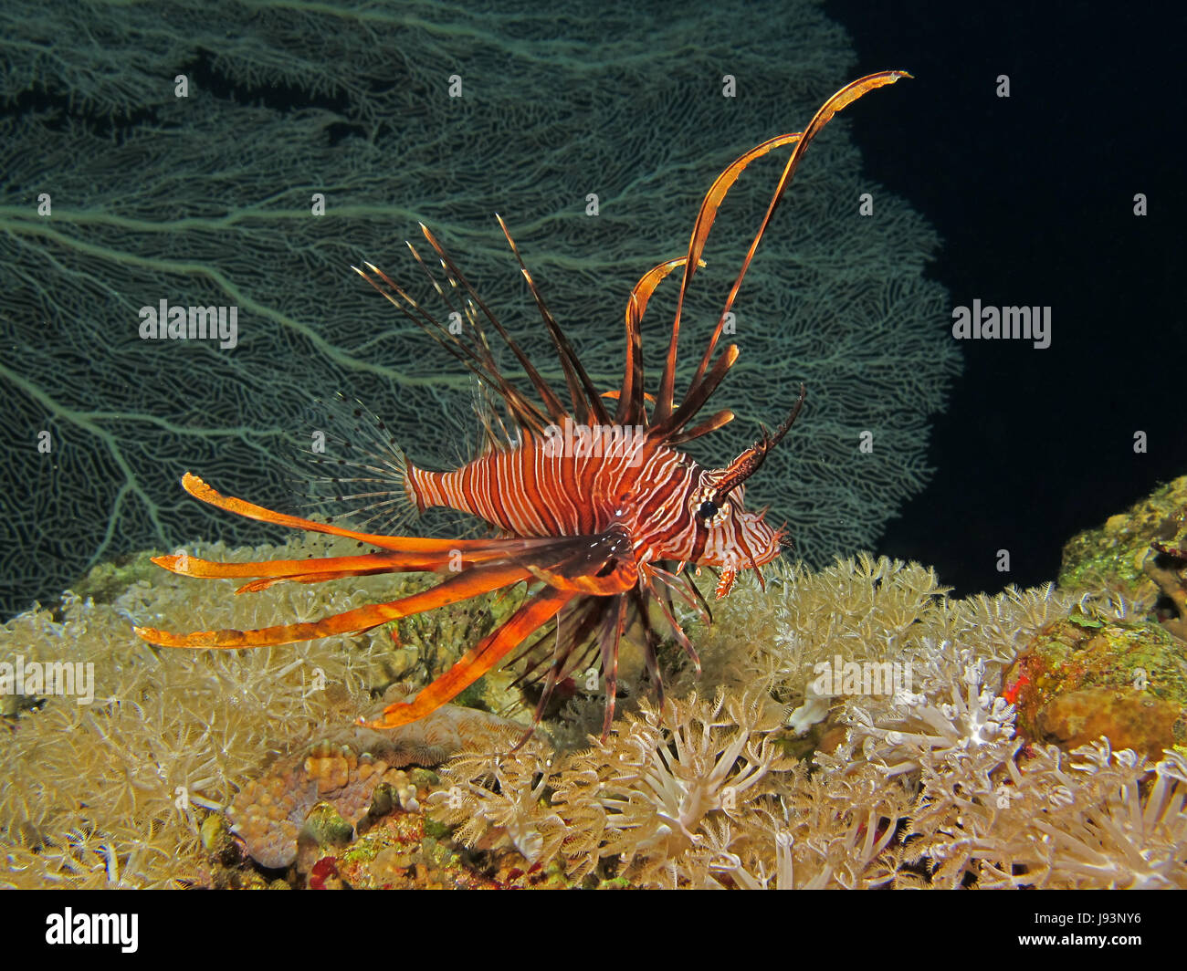 aquarium, dive, snorkel, reef, toxic, poisonous, danger, holiday ...