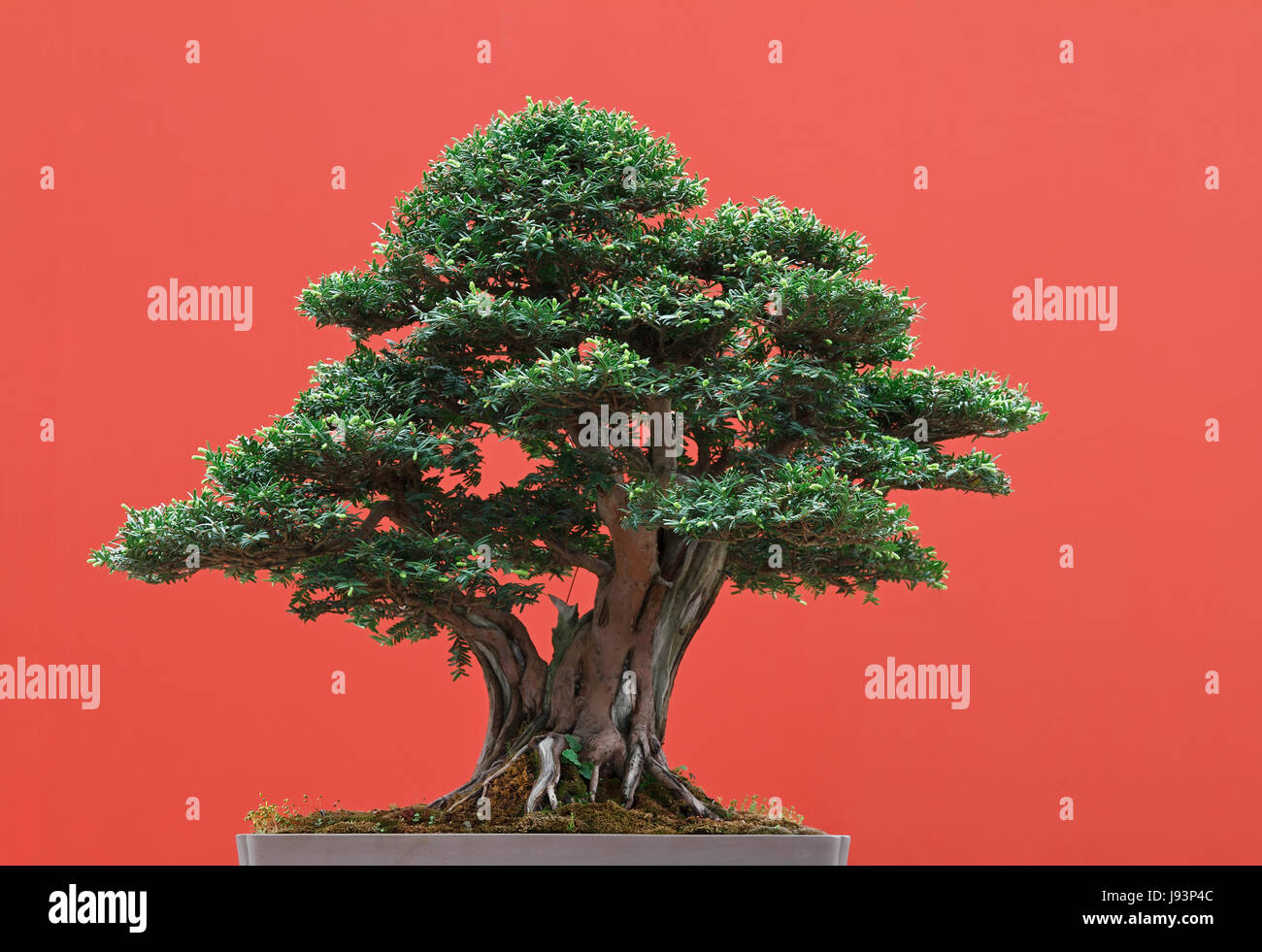 Dwarf yew hi-res stock photography and images - Alamy