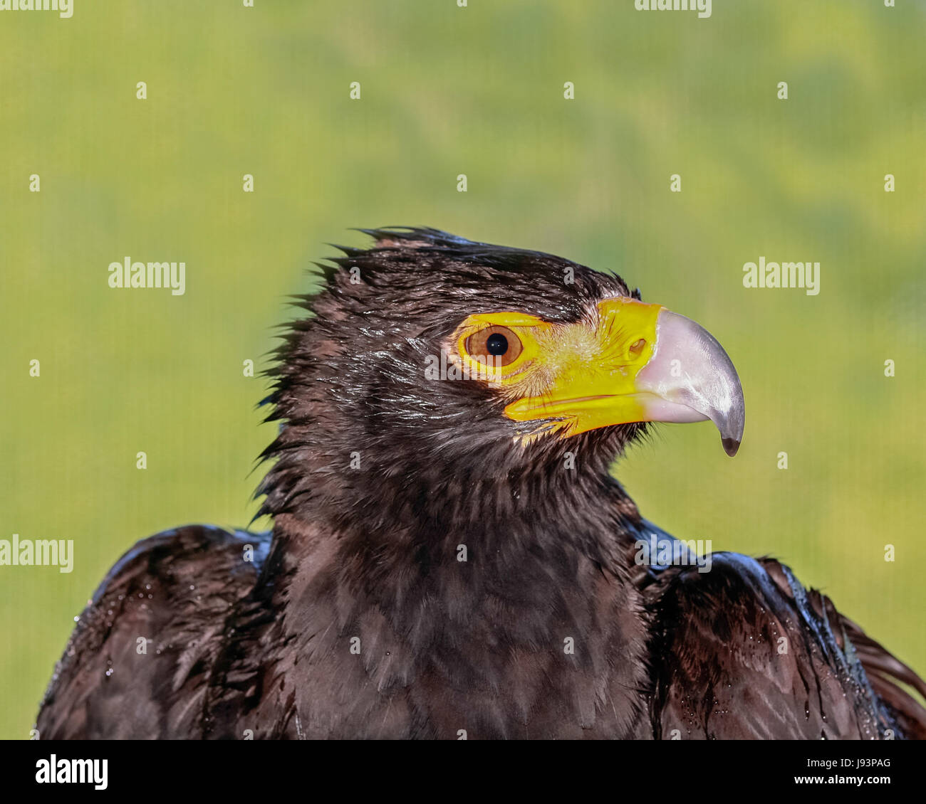 bird, wild, raptor, birds of prey, beak, eagle, predator, profile, bird ...