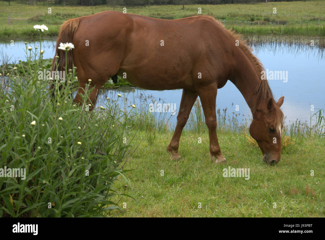 Fuchswallach hi-res stock photography and images - Alamy