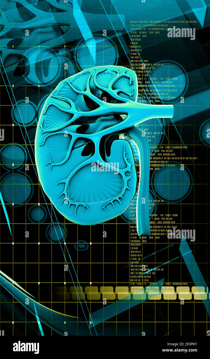object, education, health, medicinally, medical, graphics, colour ...