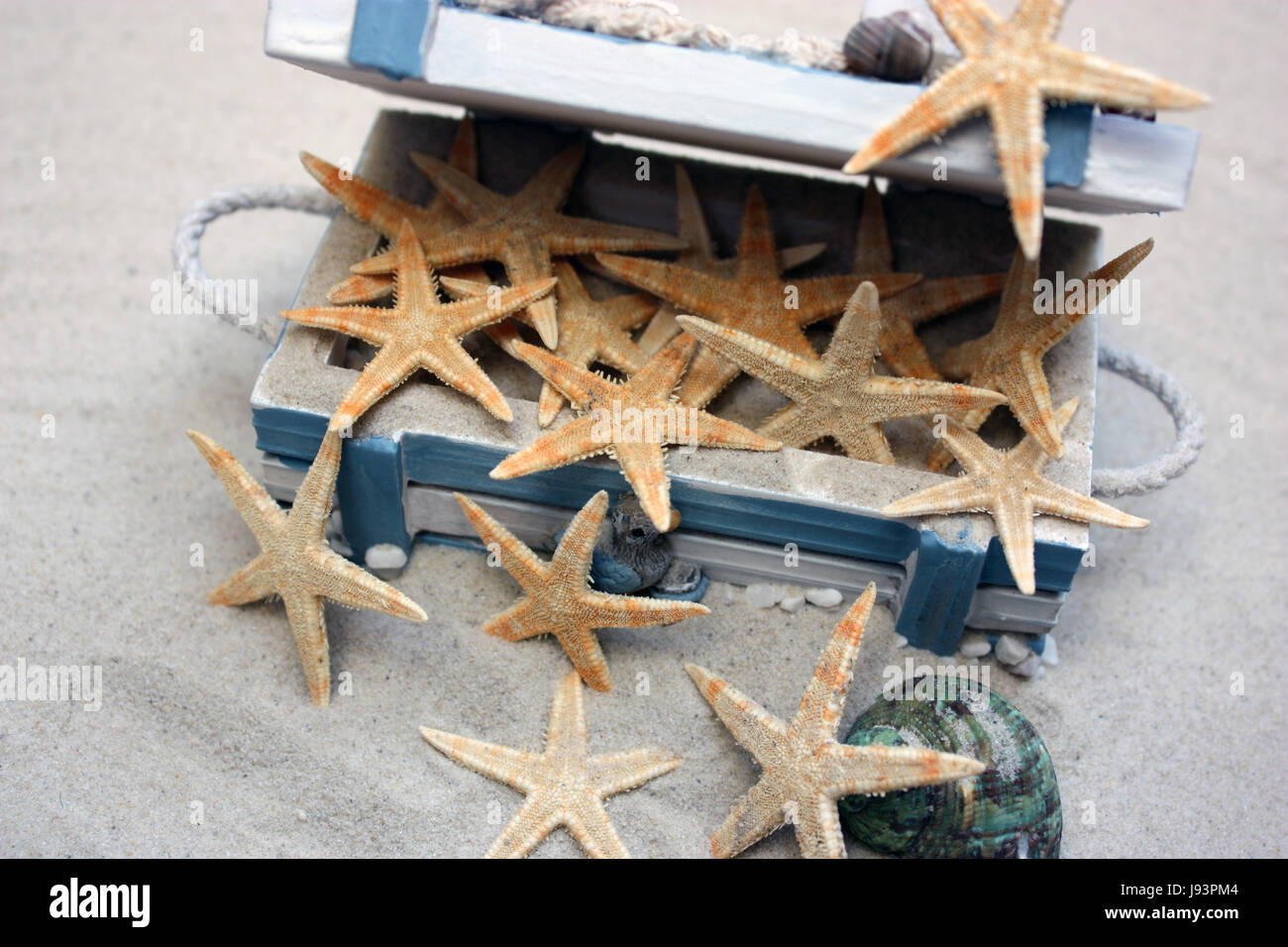 beach, seaside, the beach, seashore, sandy beach, starfish, sea animals ...