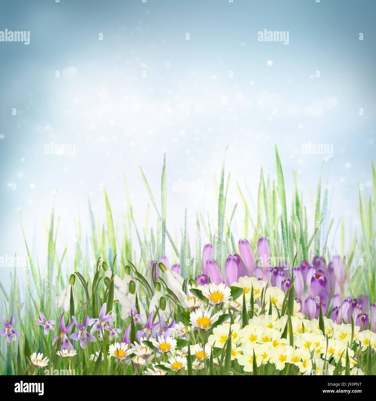 flower, flowers, plant, crocus, spring, snowdrop, daisy, primrose ...