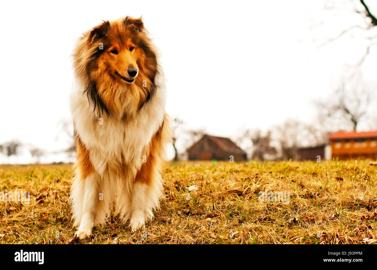 hairs, skin, dog, british, cute, pet, nice, soft, hairs, skin, cuddle ...