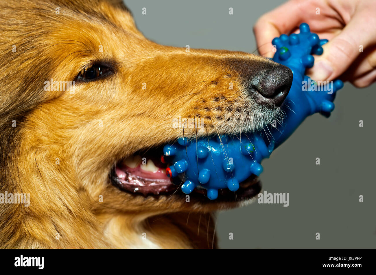 Plastikknochen hi-res stock photography and images - Alamy