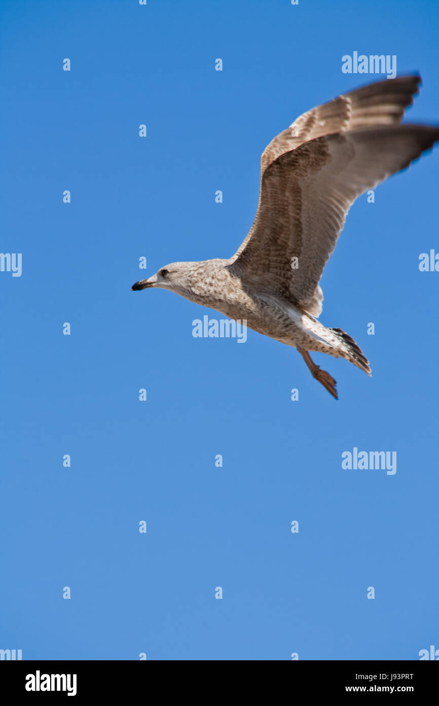 blue, bird, day, during the day, daylight, firmament, sky, white, fly ...