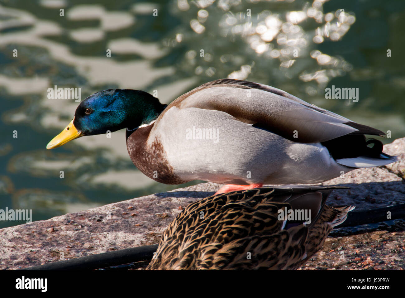 bird,pavement,duck,day,during the day,drake,daylight,wild duck,water ...