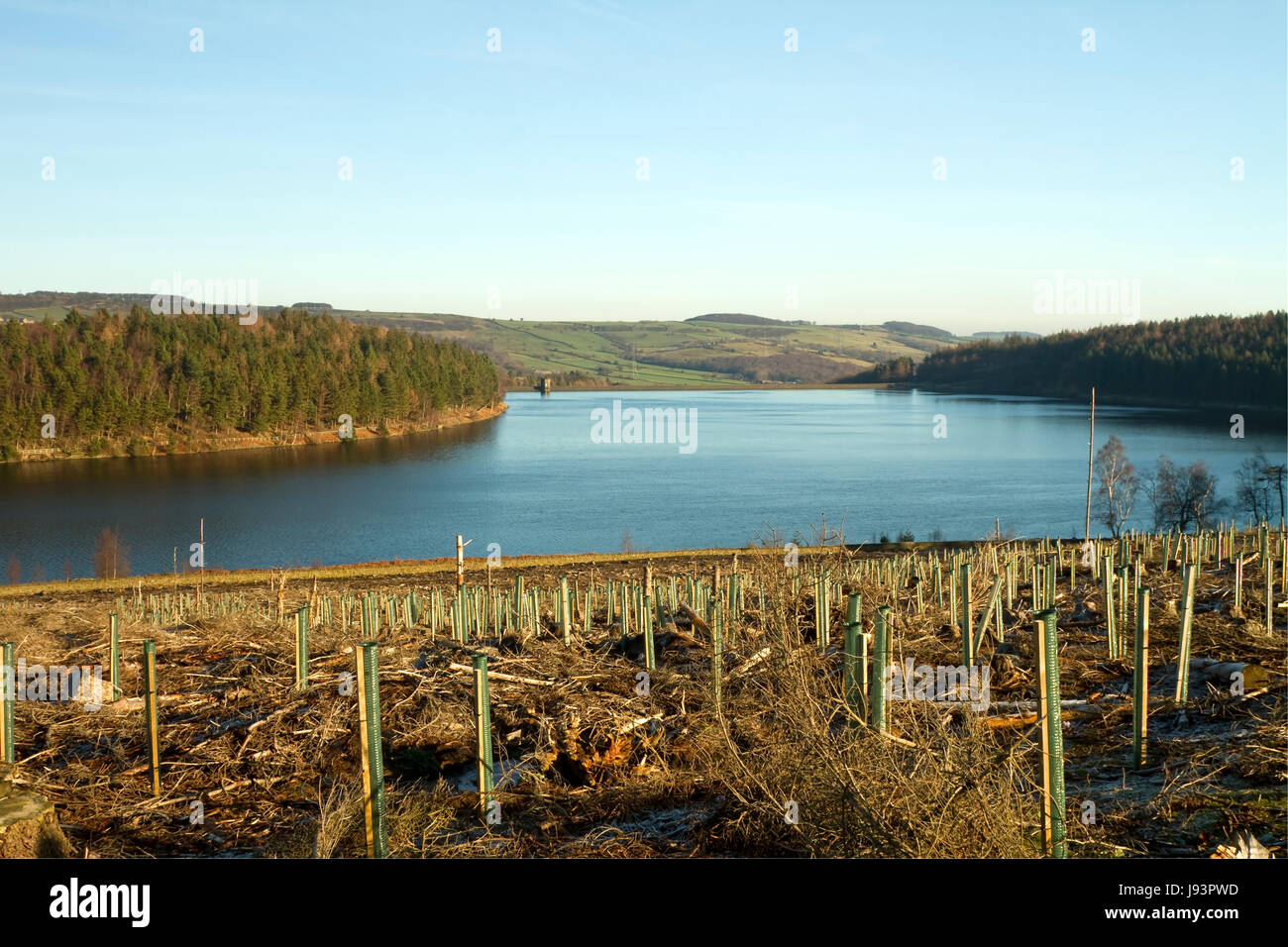 blue, tree, trees, wood, bushes, sight, view, outlook, perspective ...