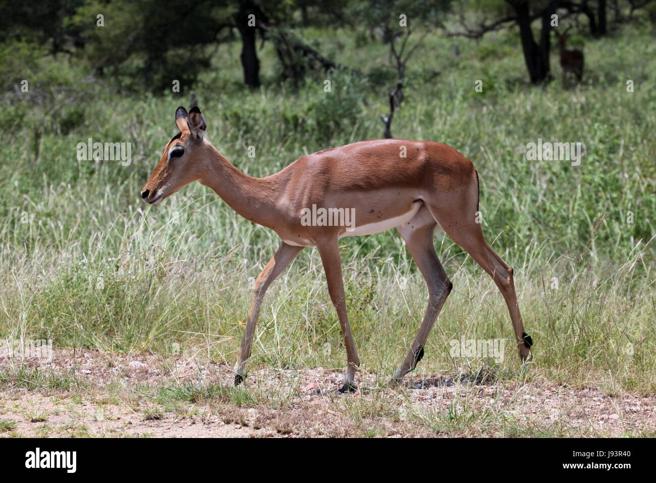 female, south africa, safari, antelope, female, south africa, safari ...