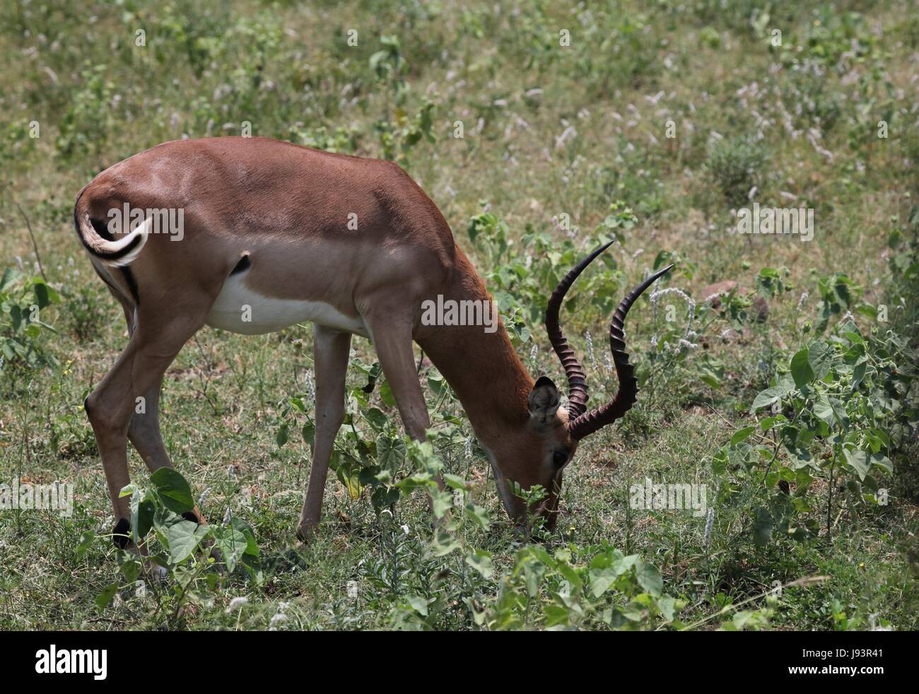 male, masculine, south africa, safari, antelope, male, masculine, buck ...