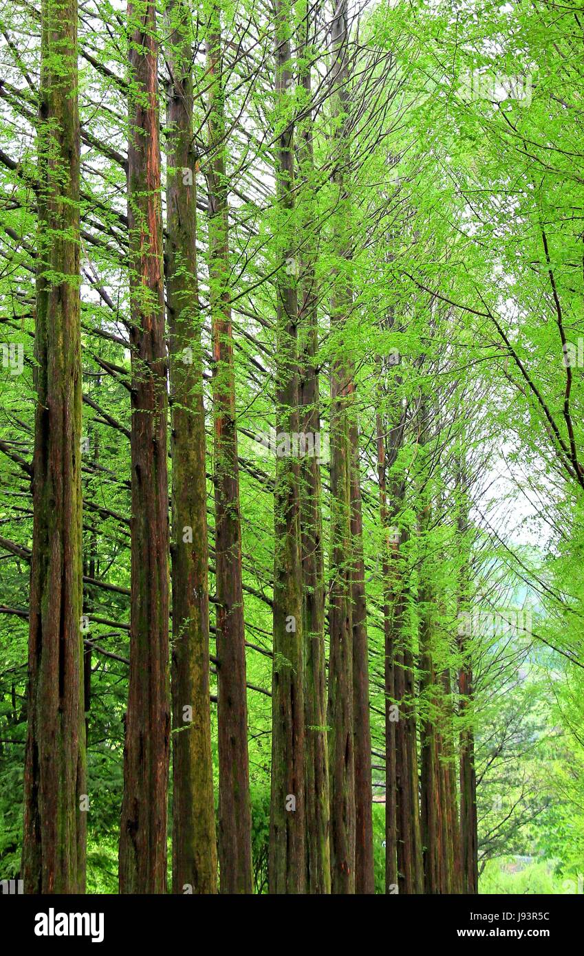 Row of green ginkgo trees in the park at Namiseom or nami Island ...