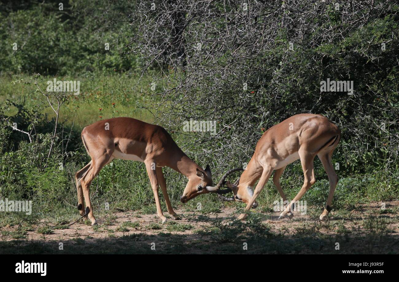 male, masculine, buck, safari, antelope, fight, fighting, male ...