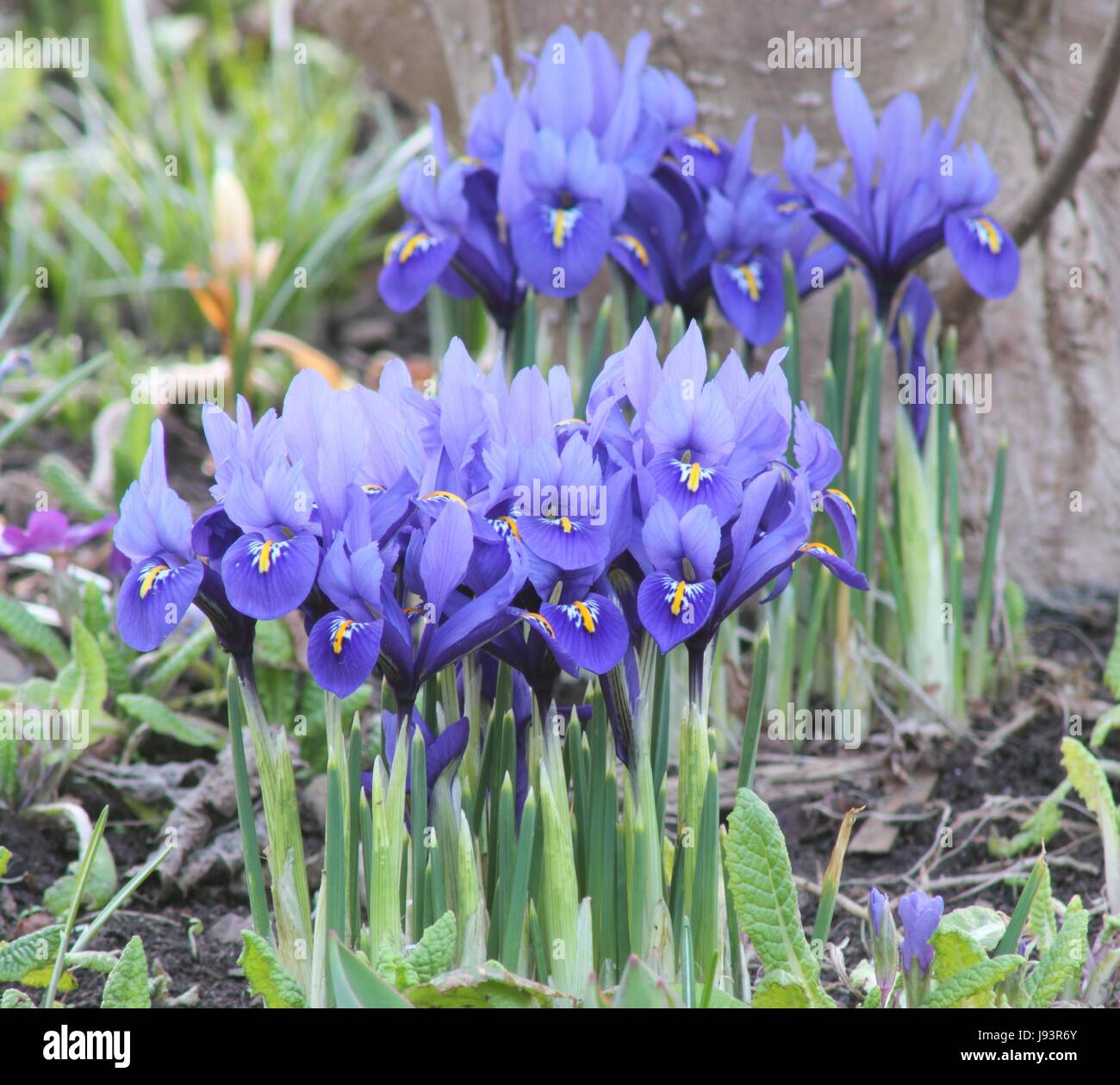 spring flowers group with lots of blue dwarf iris Stock Photo - Alamy