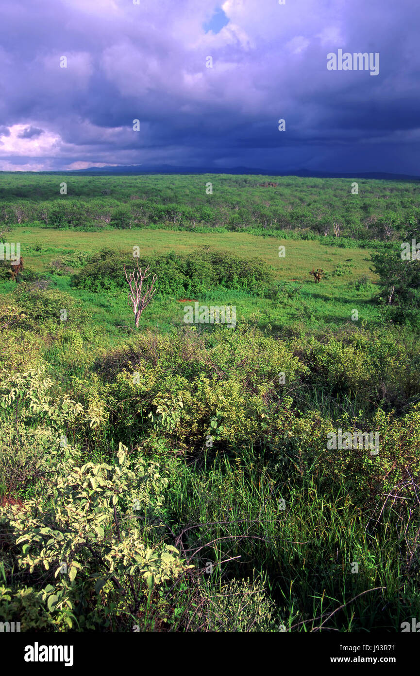 beautiful, beauteously, nice, island, ecuador, plant, isle, travel ...