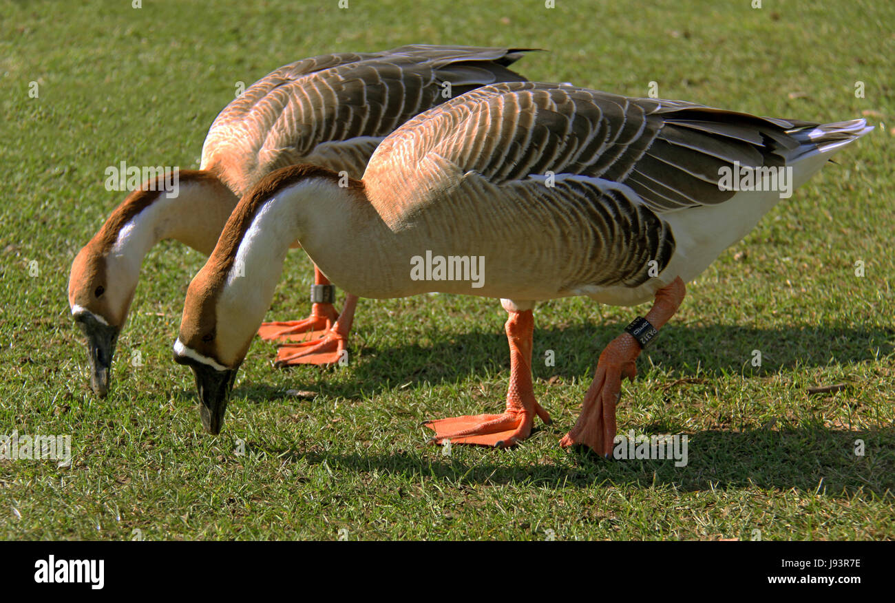 Schwanengnse hi-res stock photography and images - Alamy