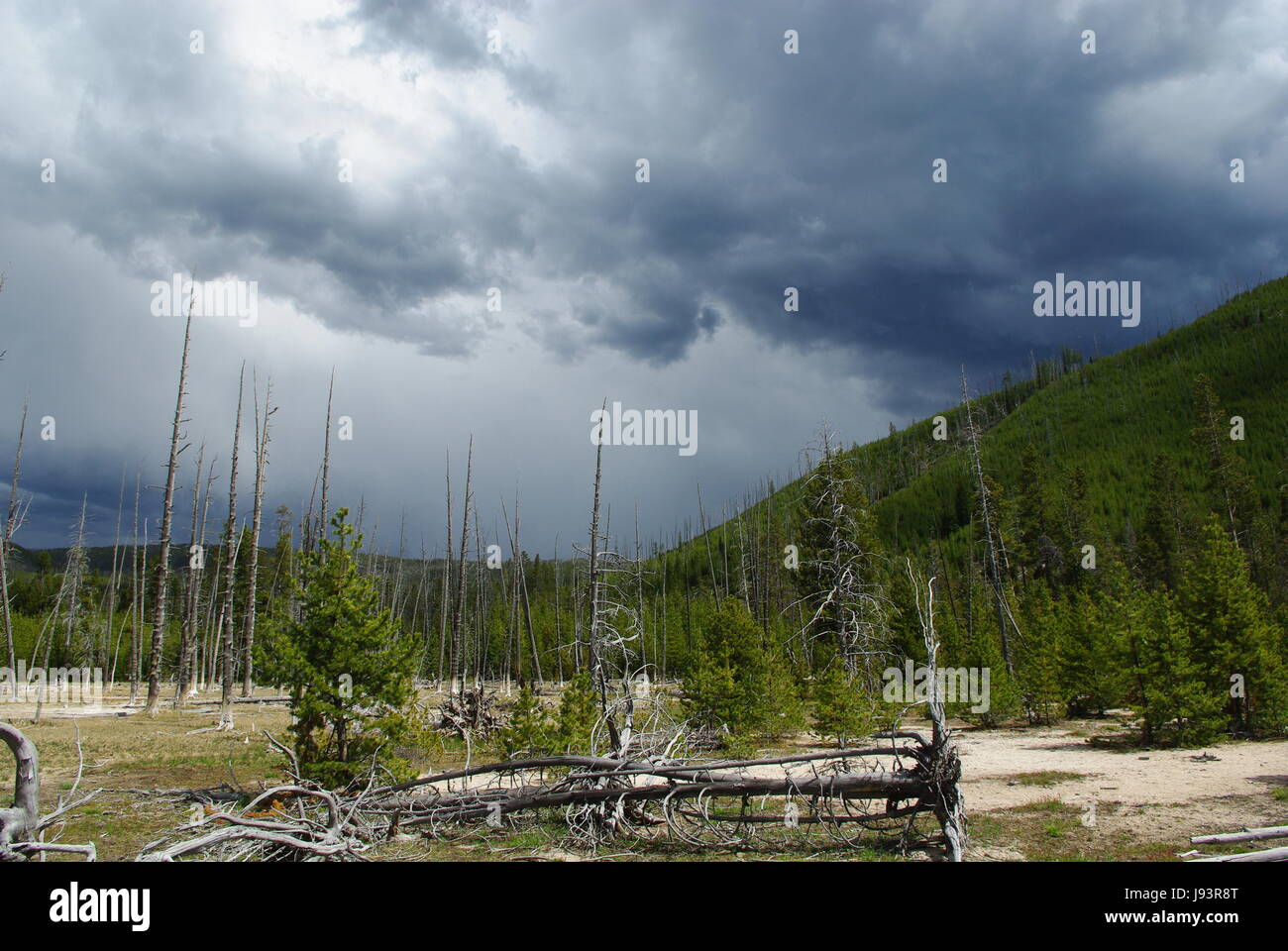 tree, green, dry, dried up, barren, conifer forest, grey, gray, forest ...