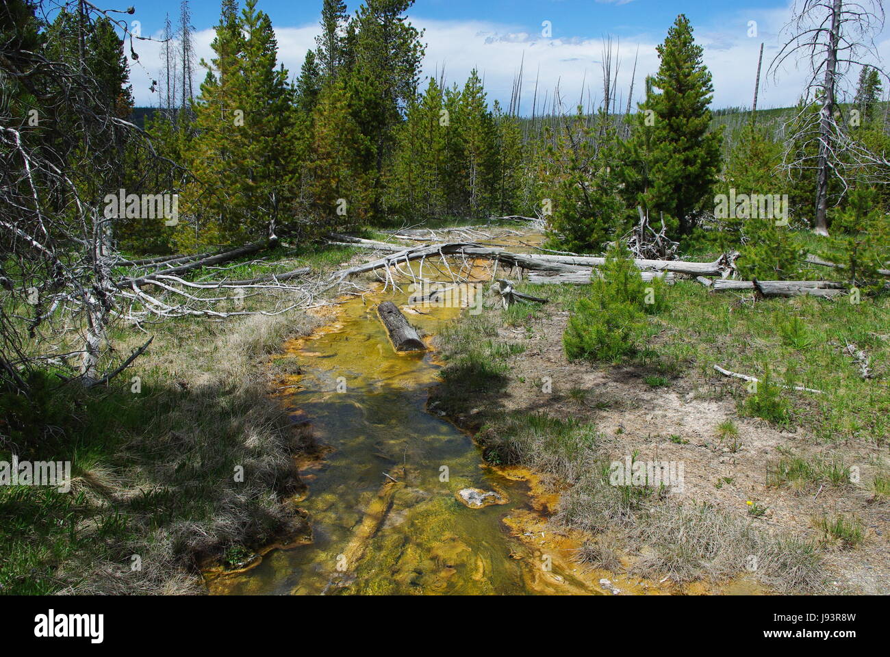 tree, green, stream, conifer forest, sulphur, brimstone, forest, trunk ...