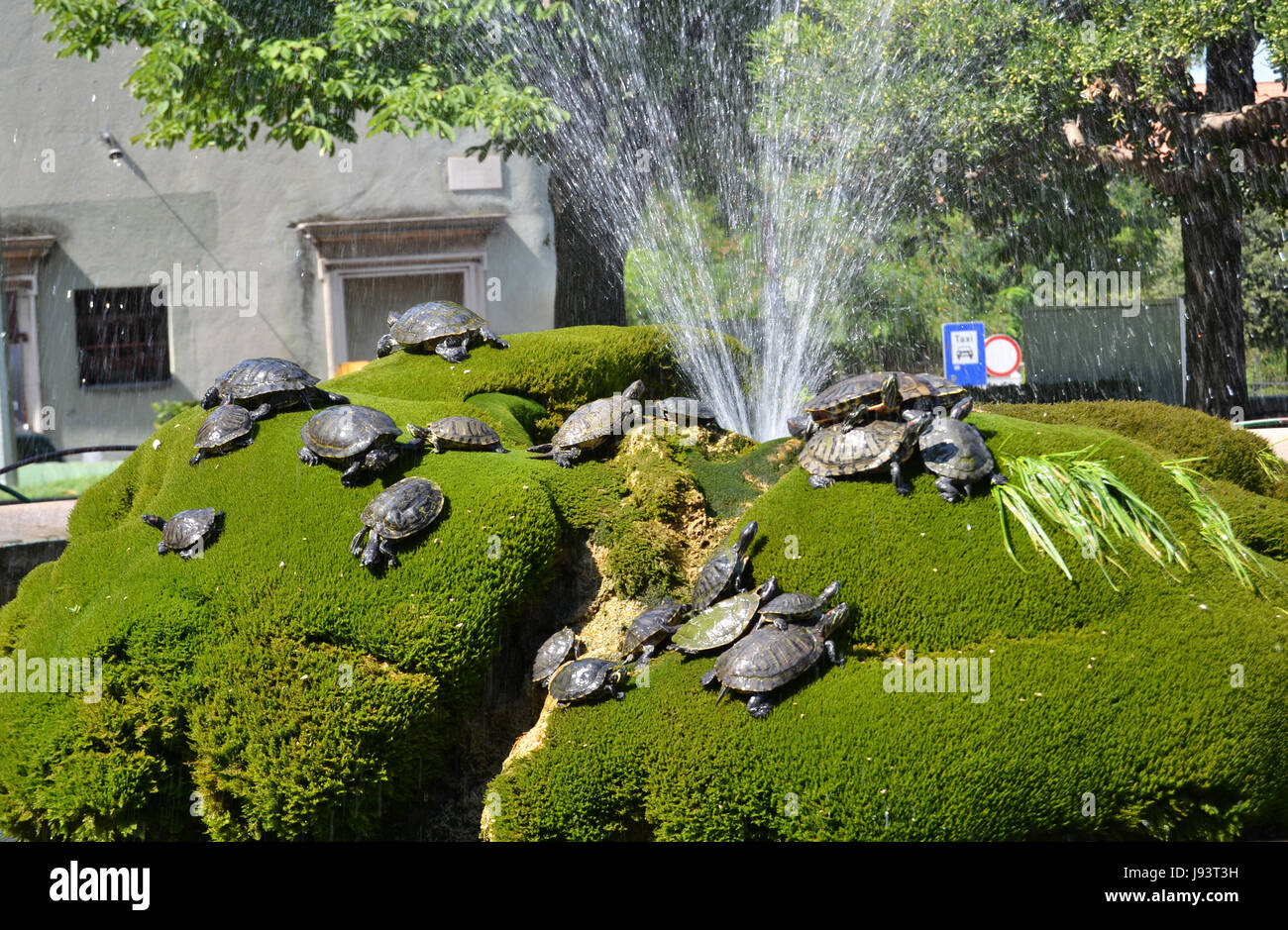 sweet, fountain, croatia, turtle, turtles, navy, marine, water ...