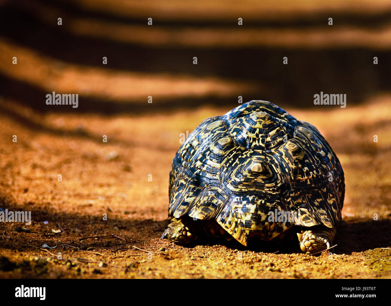 walk, go, going, walking, reptile, wildlife, protect, protection ...