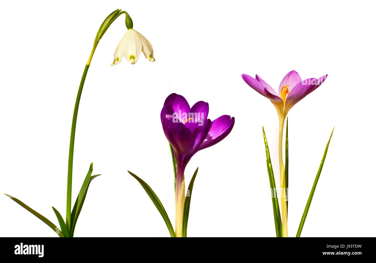 flower, flowers, plant, row, snowdrop, daffodils, vernal flowers ...