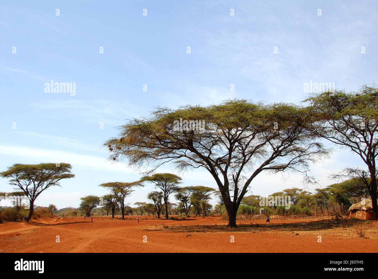tree, desert, wasteland, africa, kenya, savannah, bush, tradition ...