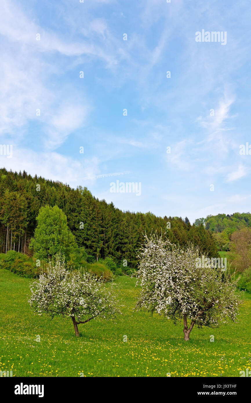 tree, trees, plant, spring, meadow, scenery, countryside, nature ...