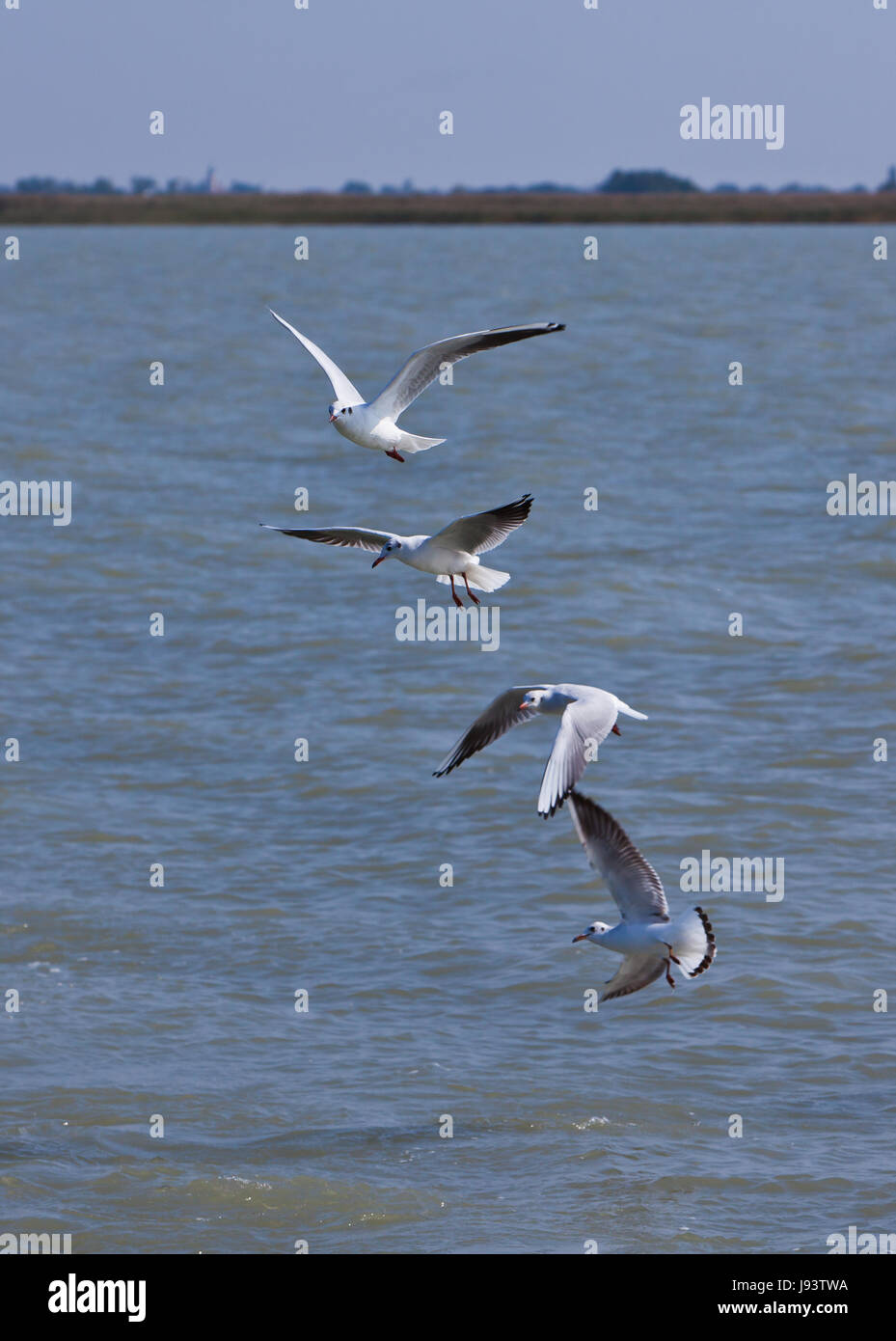 bird, birds, float, waterfowls, to gorge, engulf, devour, waterfowl ...