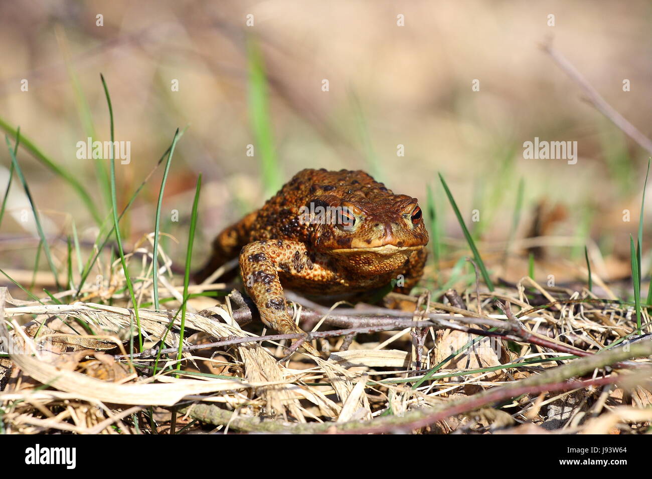 Frog toad hunting hi-res stock photography and images - Alamy