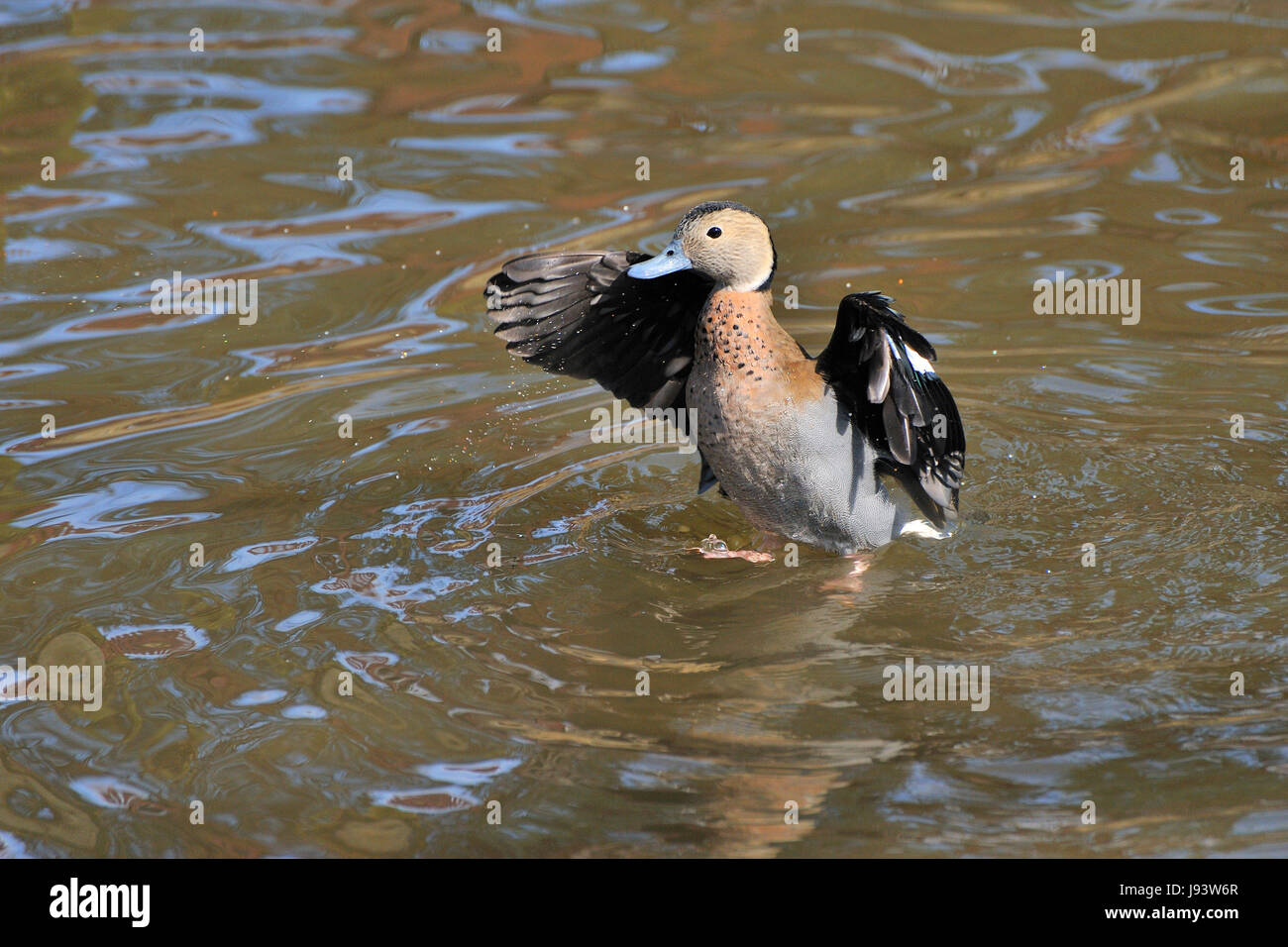 animal, bird, animals, birds, ducks, duck, waterfowls, south america ...