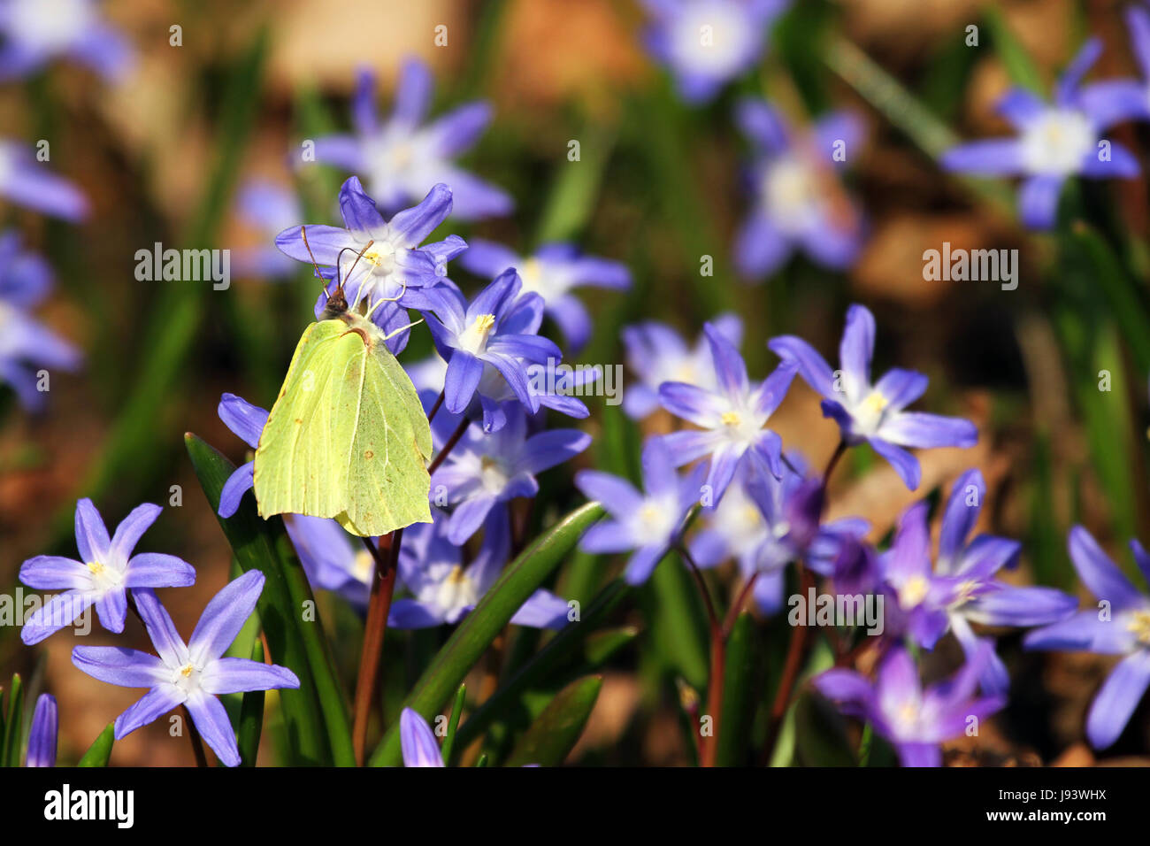 butterfly, brimstone butterfly, yellow, butterfly, brimstone butterfly ...