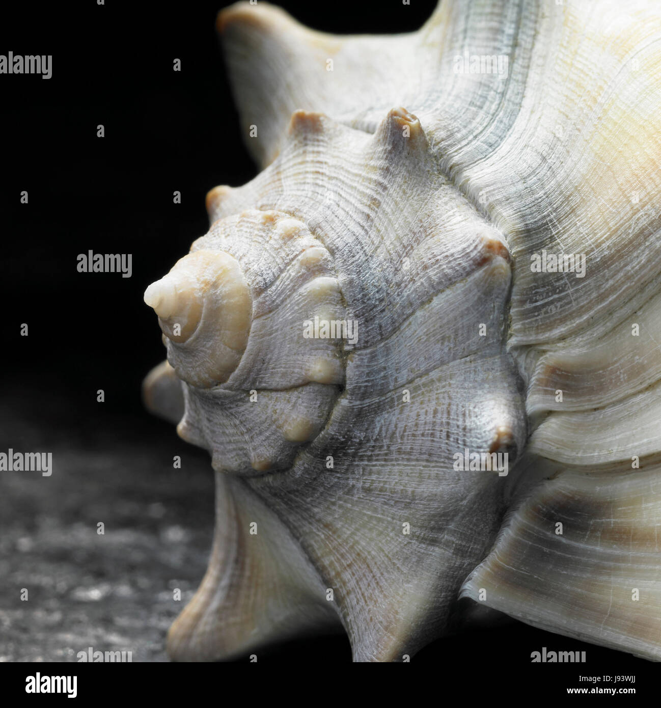 Corrugated shell hi-res stock photography and images - Alamy
