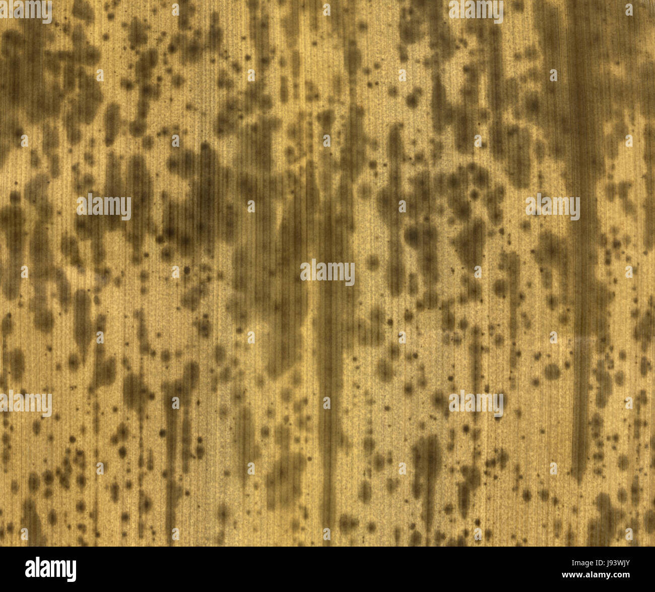 light brown rotten leaf detail Stock Photo - Alamy