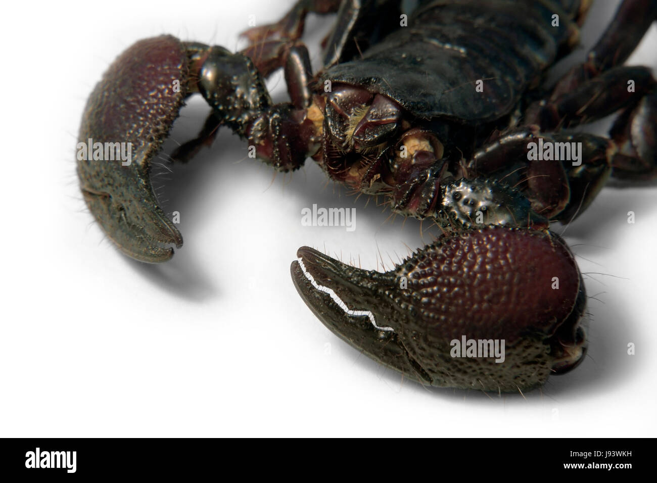 shell, scorpio, danger, optional, risk, animal, insect, wild, spider ...