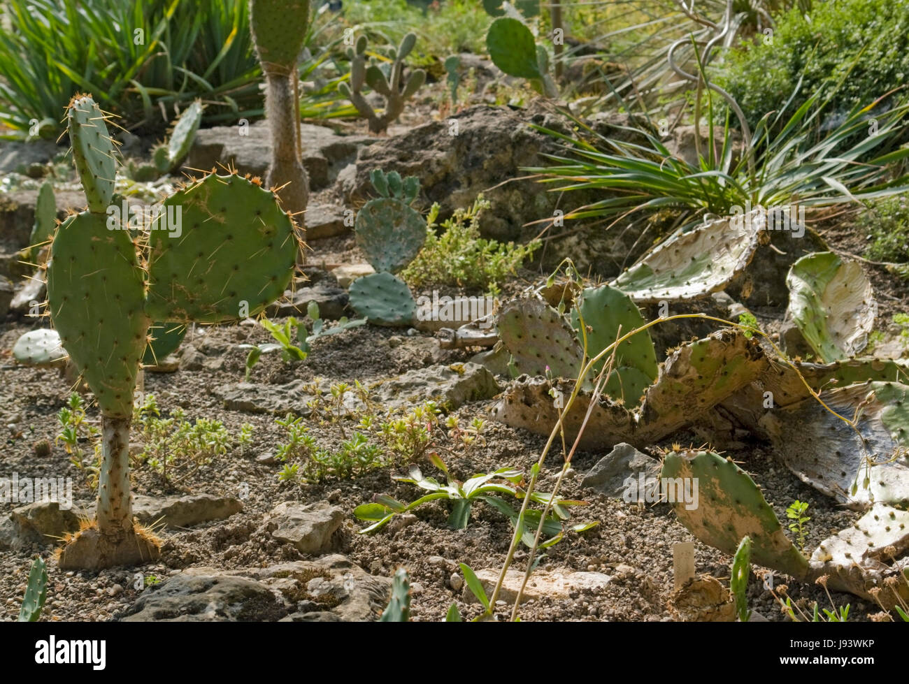 protect, protection, cactus, prickly, thorny, spiny, contactor, green ...