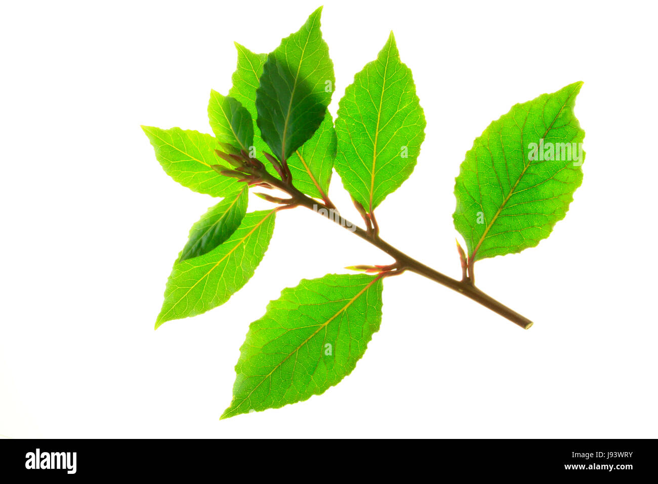 Laurel branch hi-res stock photography and images - Alamy