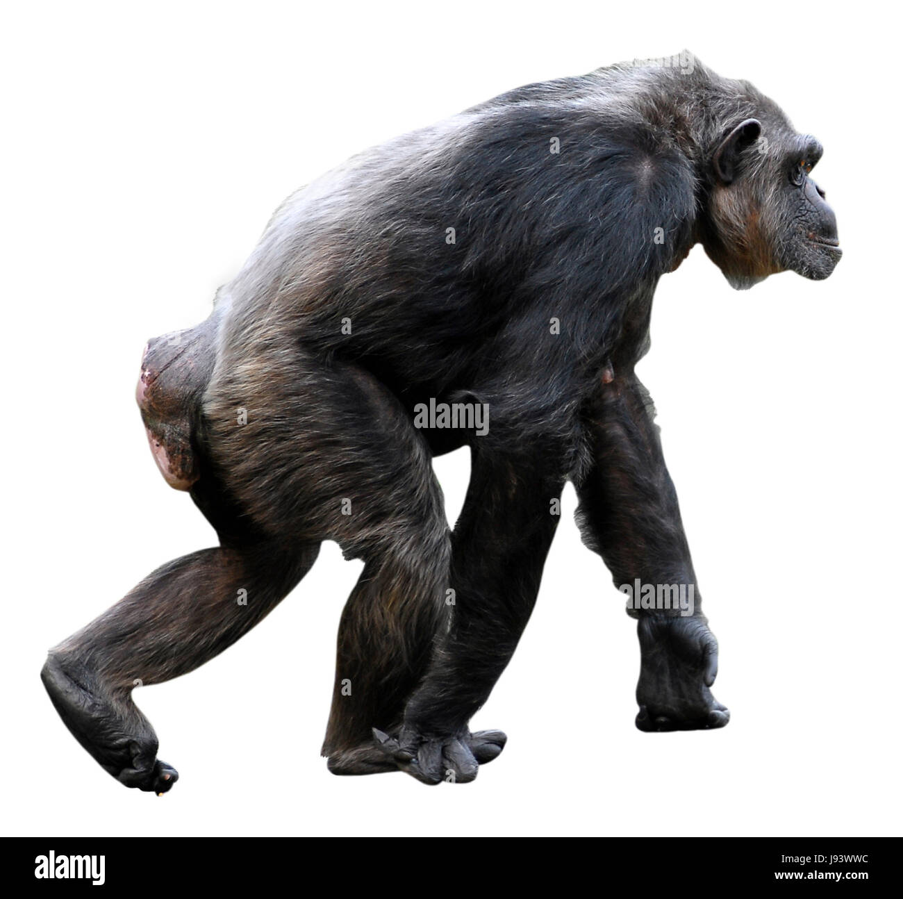 Chimp Walking In Profile