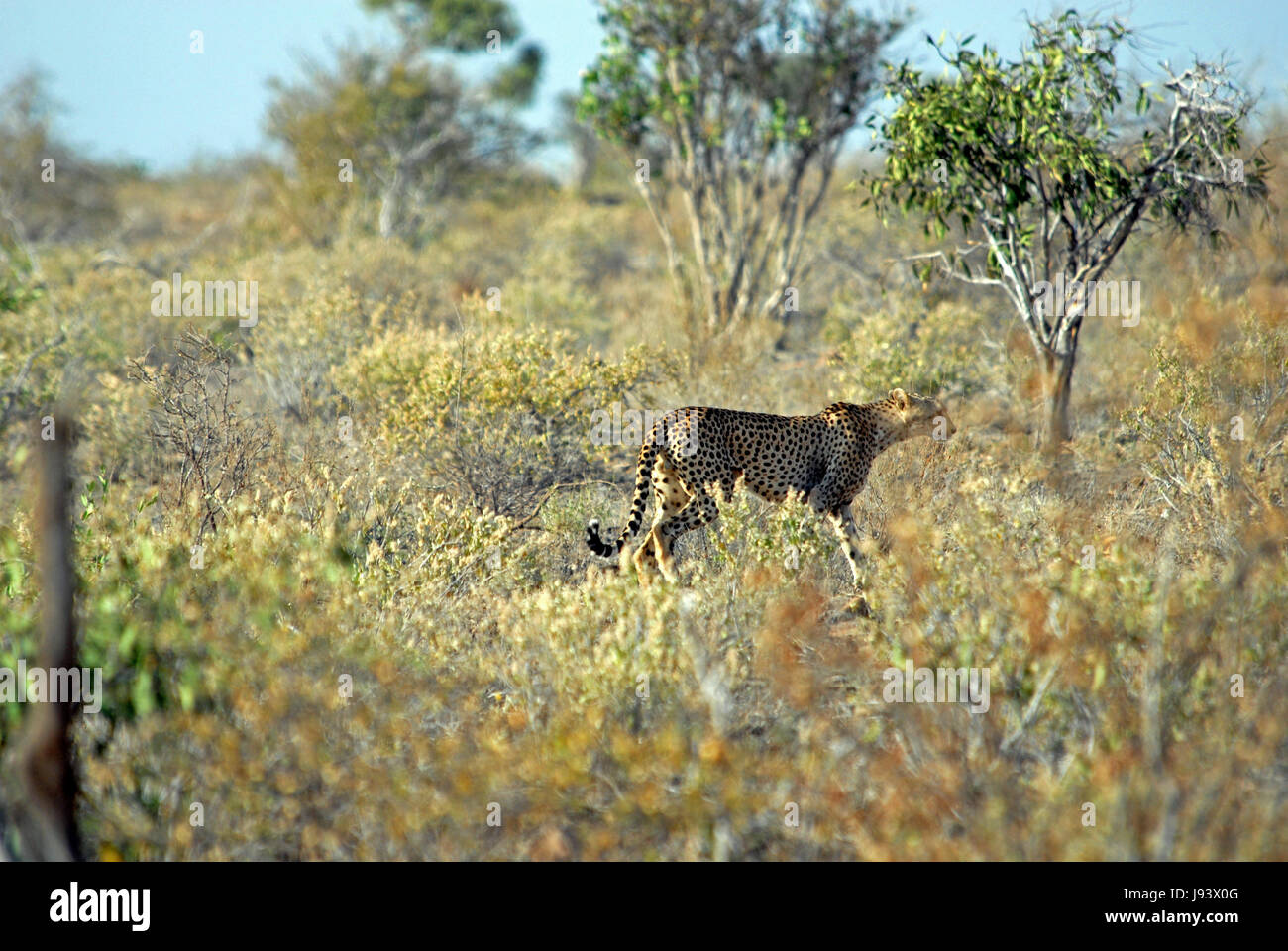 mammal, africa, kenya, predator, safari, cat, big cat, feline predator ...