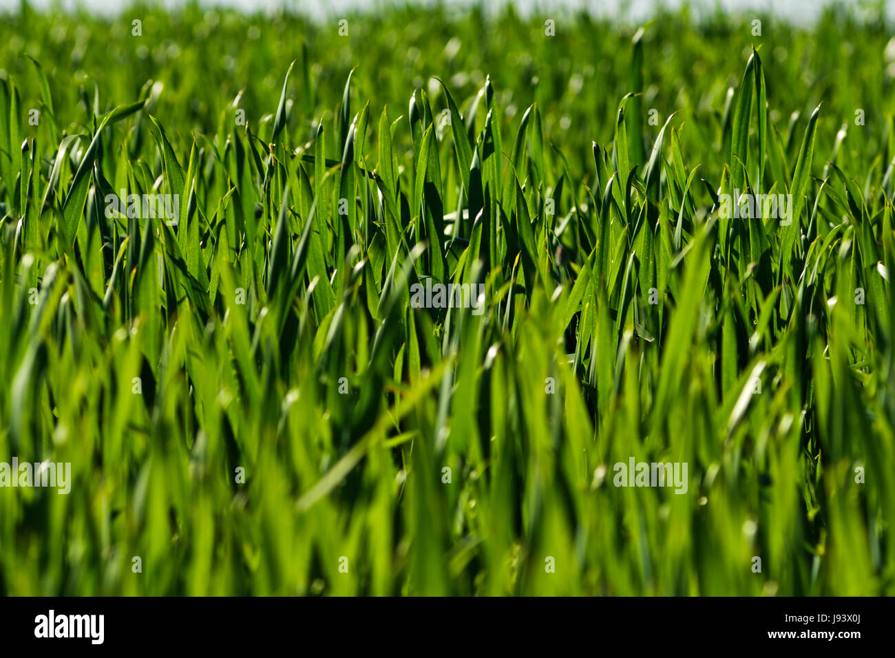 detail, zoom, blur, meadow, grass, lawn, green, fresh, nature, texture, macro Stock Photo - Alamy